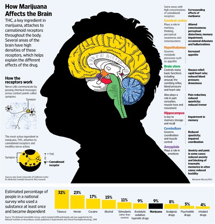 How Marijuana Affects the Brain
