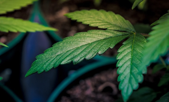DEA to Allow 3.2 Million Grams of Marijuana to Be Grown in 2020