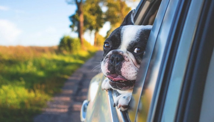 CBD Alleviates Aggression In Dogs, Not Anxiety