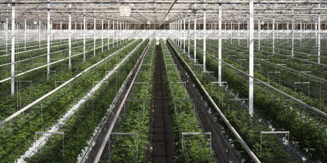 Arizona Grower Debuts 5 New Sun-Grown Marijuana Strains