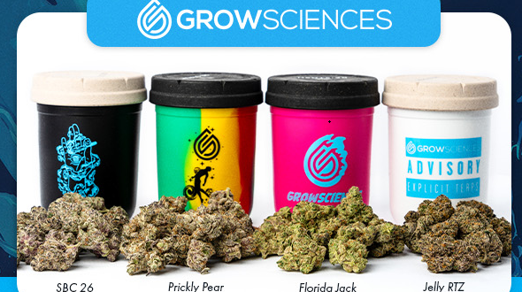 4 Collector Re:stash Jars With Nugs From Grow Sciences