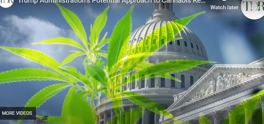 Trump's Cannabis Reform Vision 2025